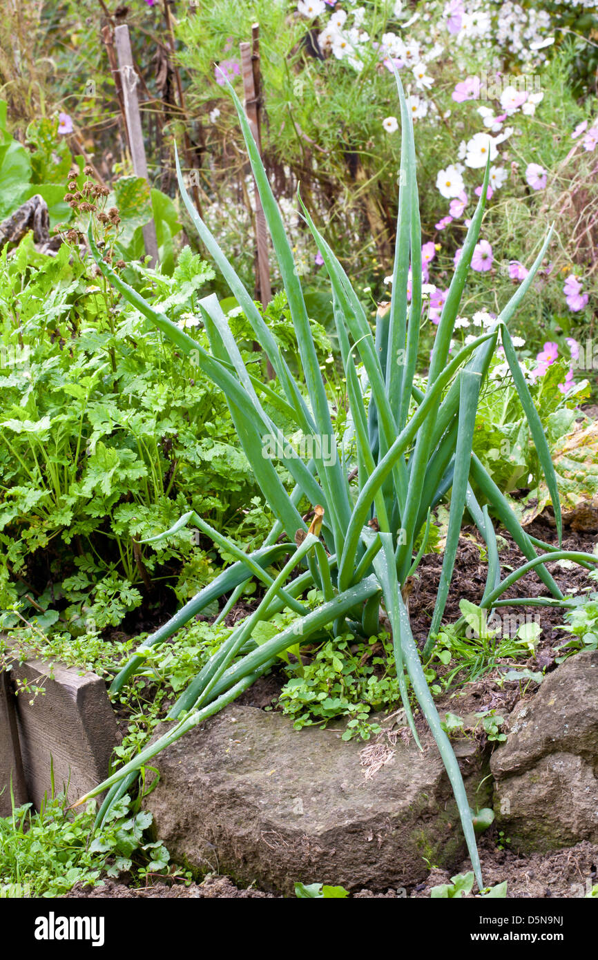 Bunching Onion High Resolution Stock Photography and Images - Alamy