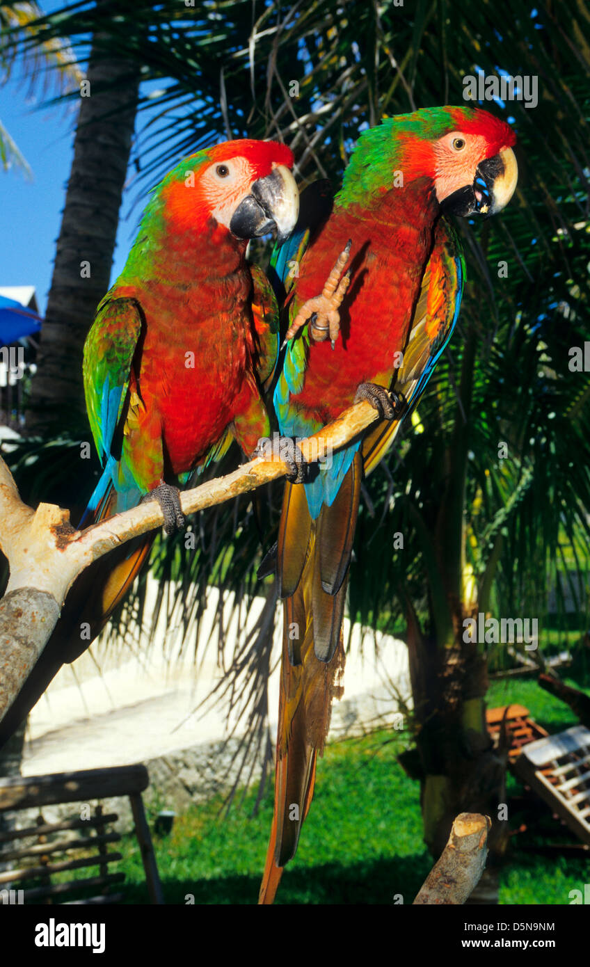 Maya bird hi-res stock photography and images - Alamy