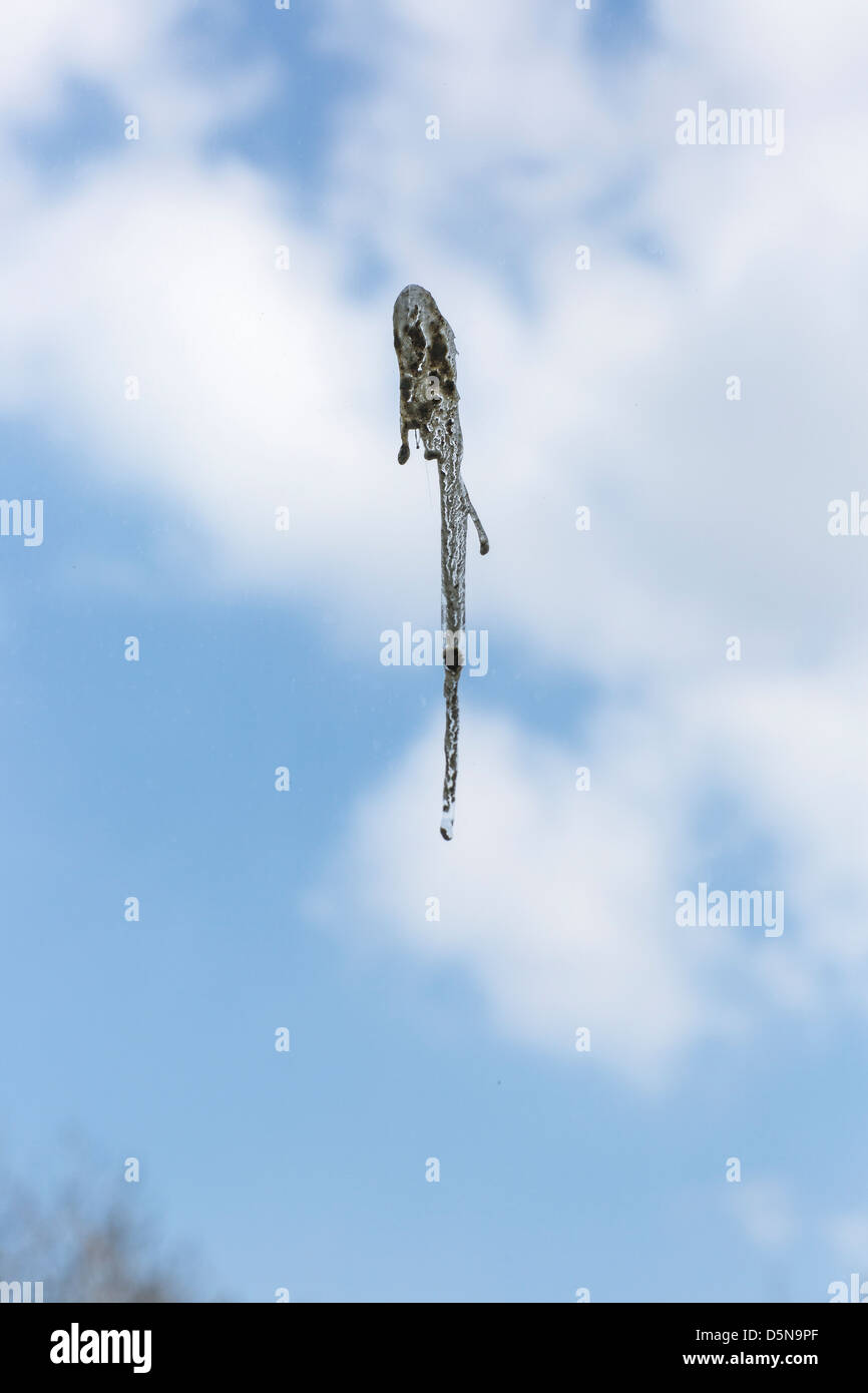 Bird Poo on Glass Window Stock Photo - Alamy