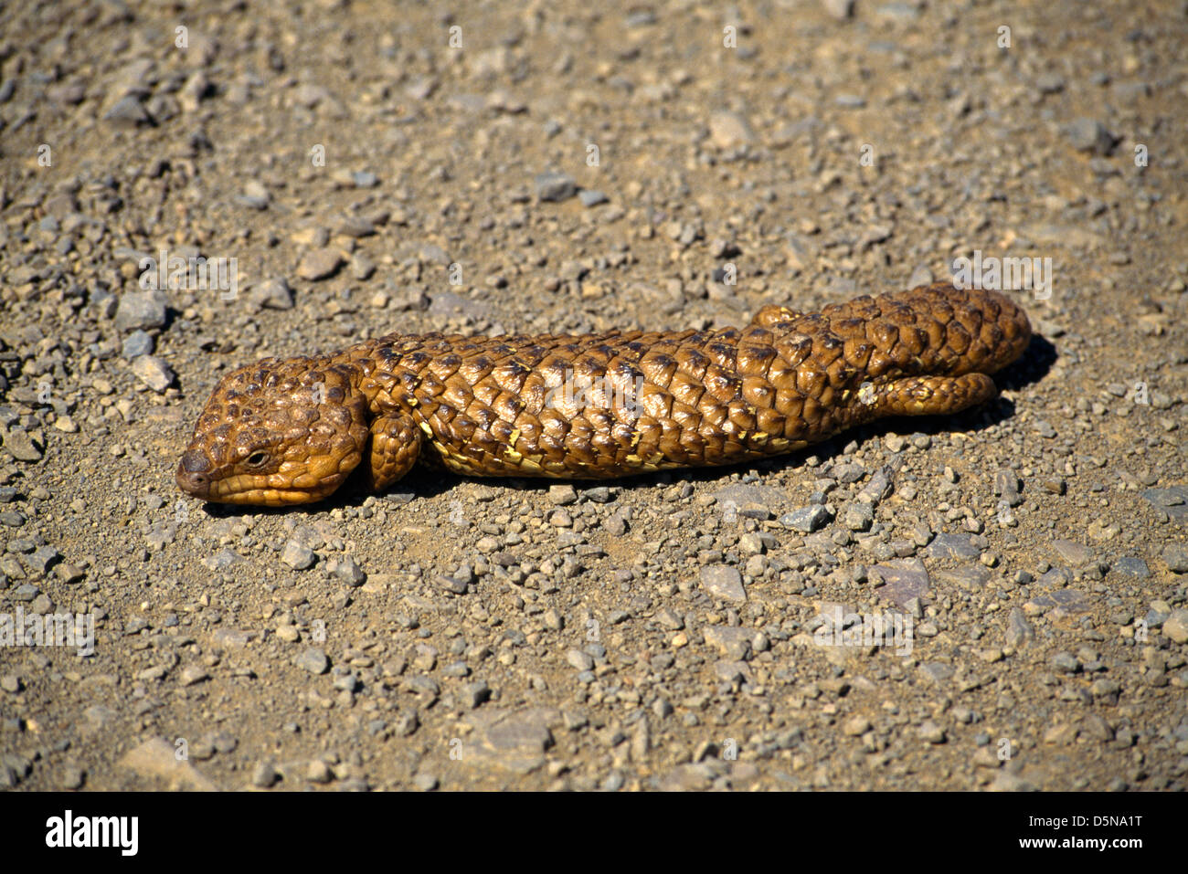 S Australia Shingle Back Lizard (trachydosaurus Rugosus Stock Photo - Alamy