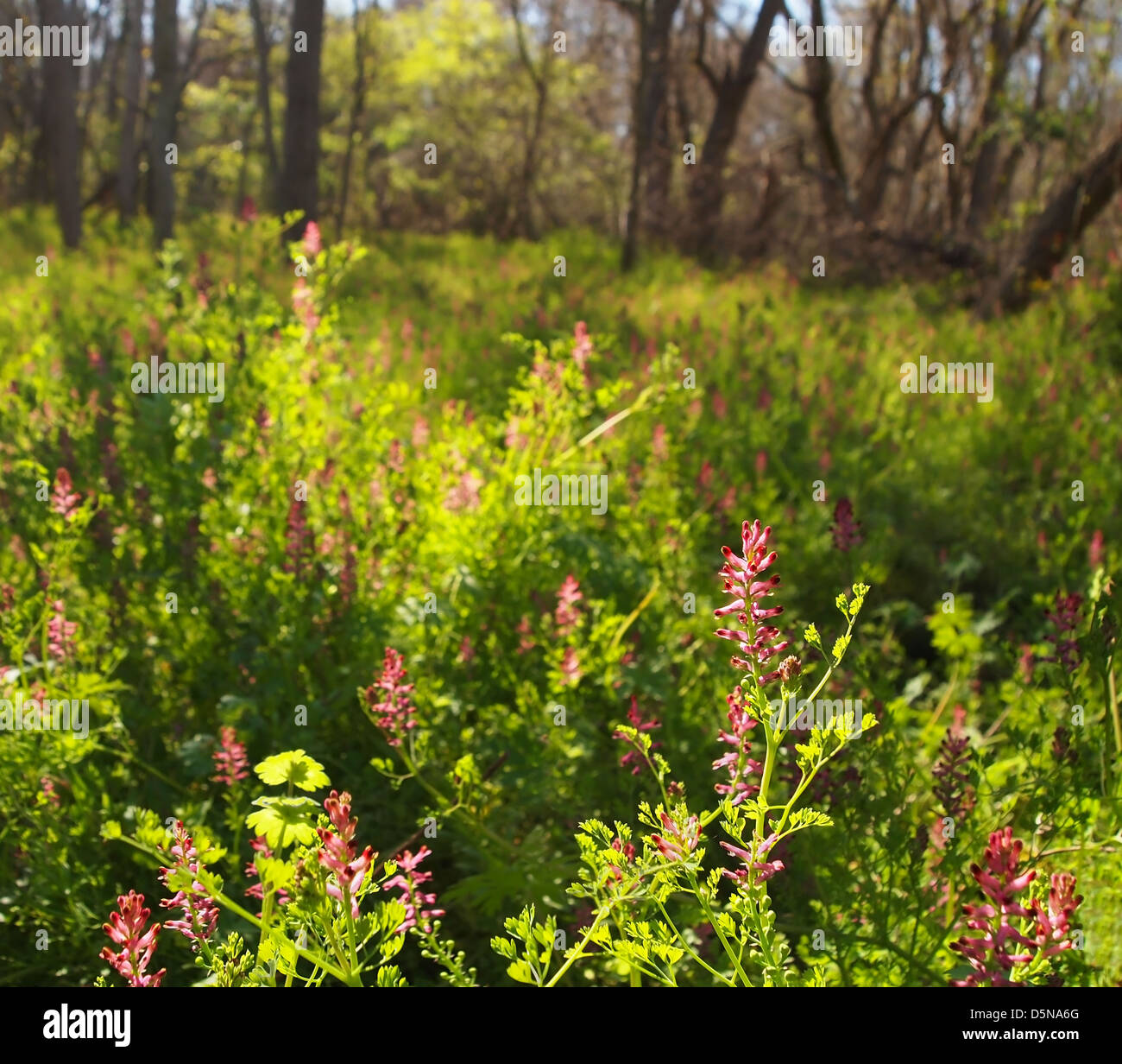 A beautiful spring meadow landscape with sunlight beaming through ...