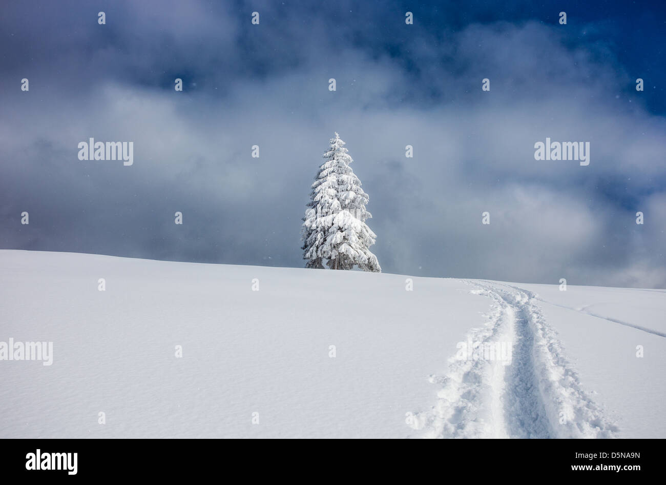 path to conifer tree covered with snow in winter Stock Photo - Alamy