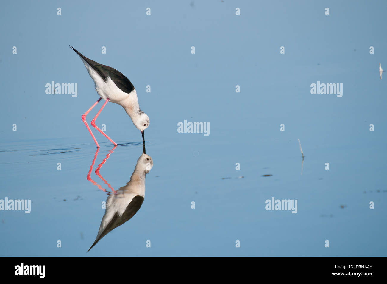 a picture of a stilt bird Stock Photo - Alamy