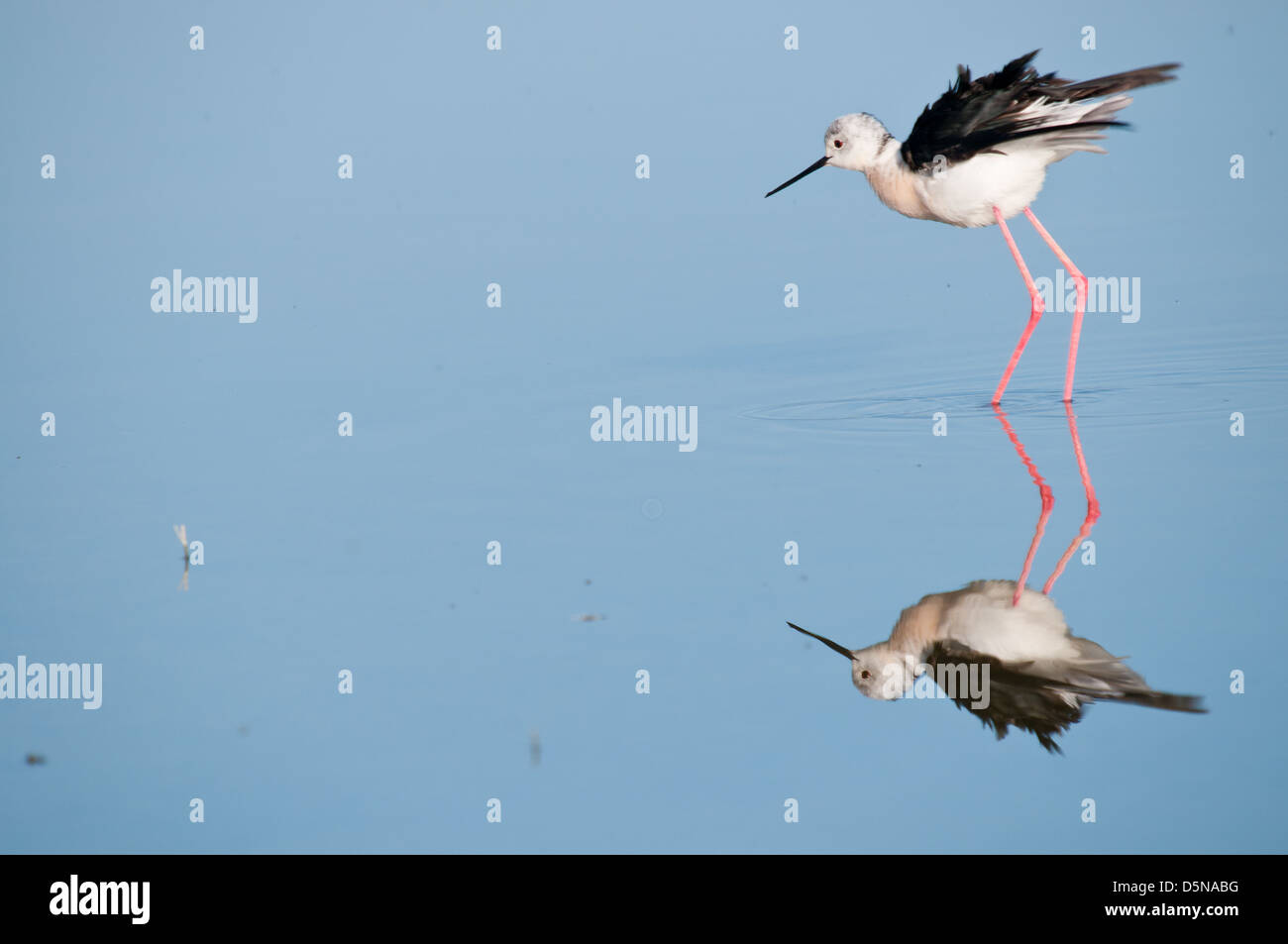 a picture of a stilt bird Stock Photo - Alamy