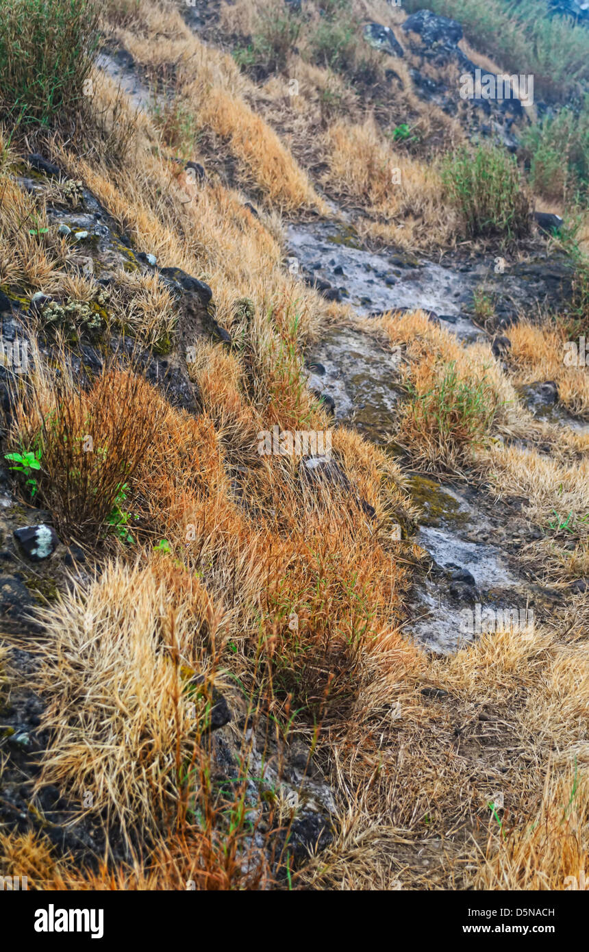 Dry grass patterns hi-res stock photography and images - Alamy