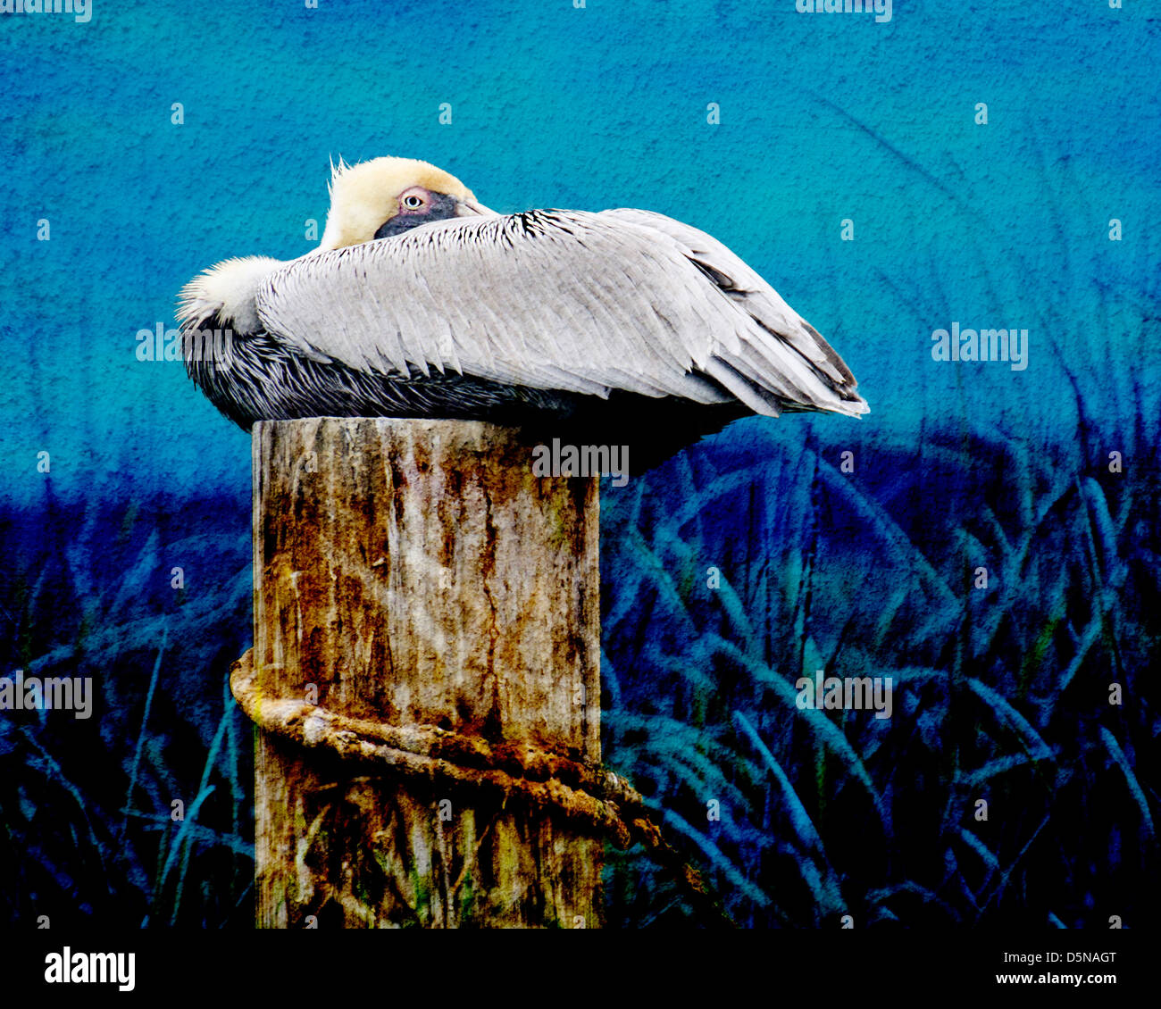 Sleeping pelican hi-res stock photography and images - Alamy