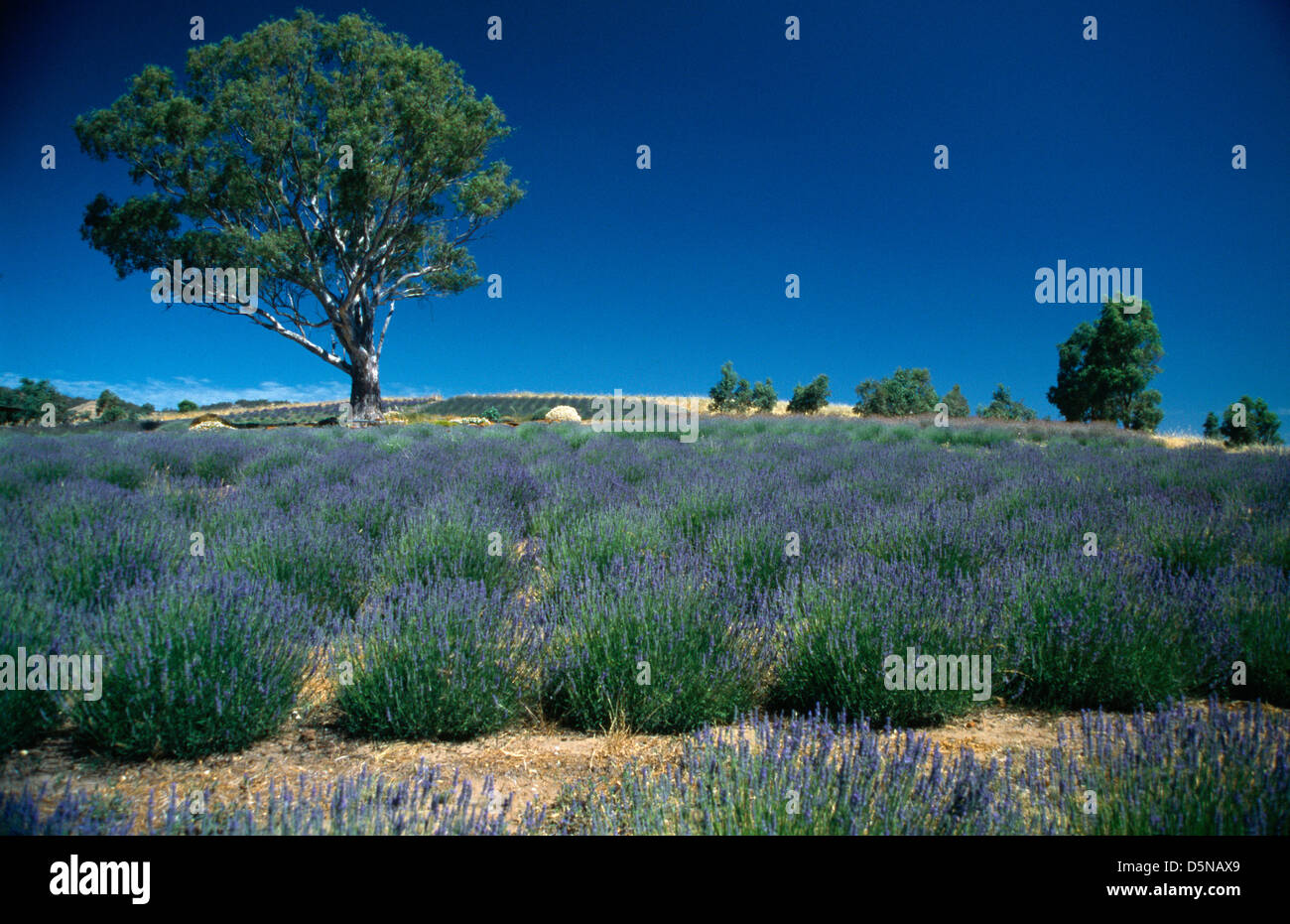 South Australia Lyndoch Lavender Farm Barossa Stock Photo - Alamy