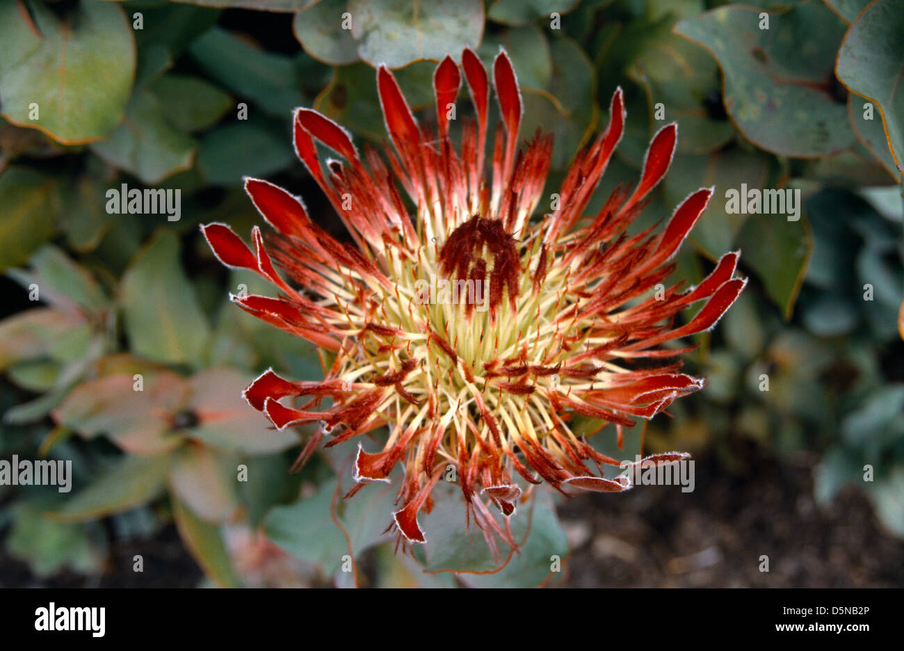 Eximia hi-res stock photography and images - Alamy