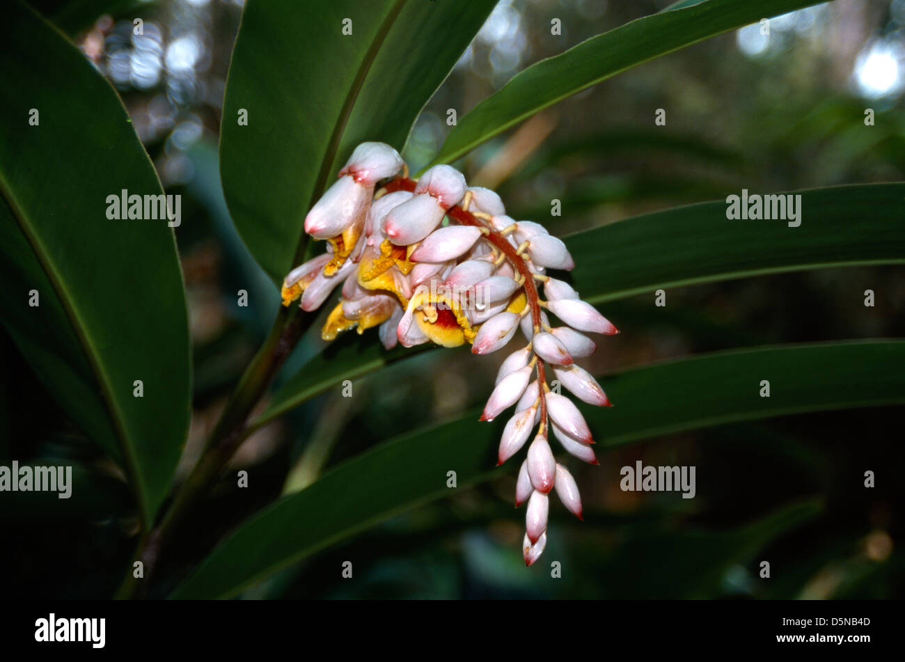 Australia Shell Ginger Alpina Zerumbet Stock Photo - Alamy