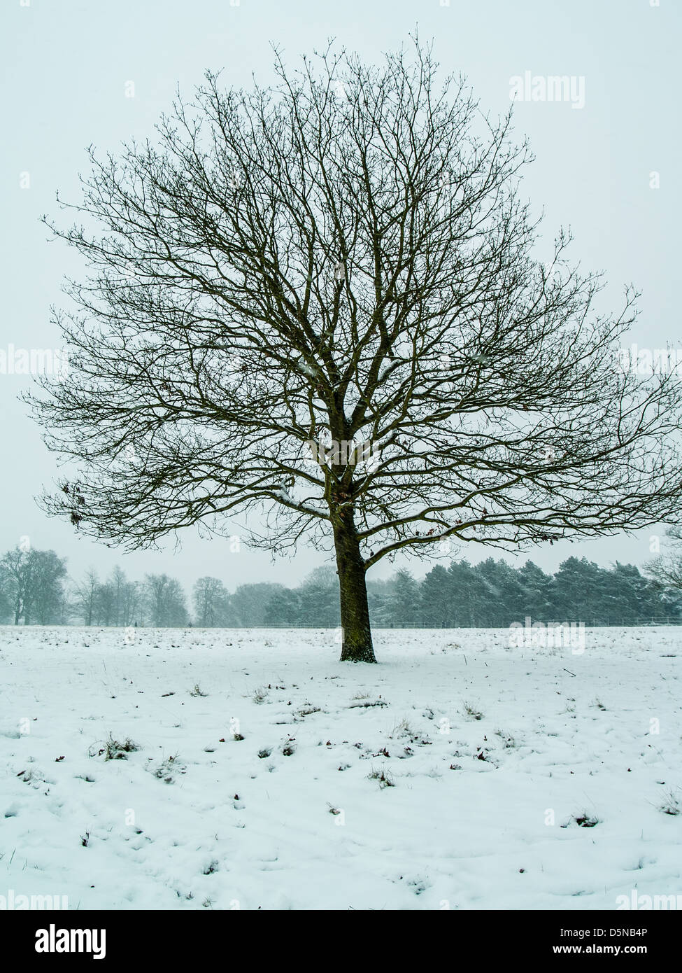 Snow scene in London Park Stock Photo - Alamy