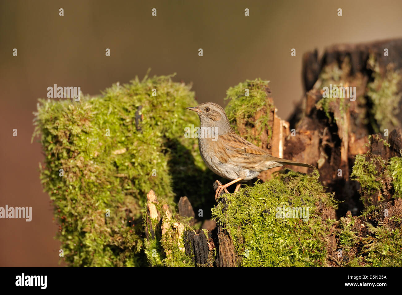 Dunnock accentor - Hedge accentor - Hedge-sparrow (Prunella modularis ...