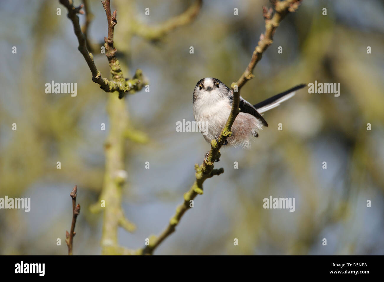 Long-tailed Tit - Eurasian Long-tailed Tit (Aegithalos caudatus ...