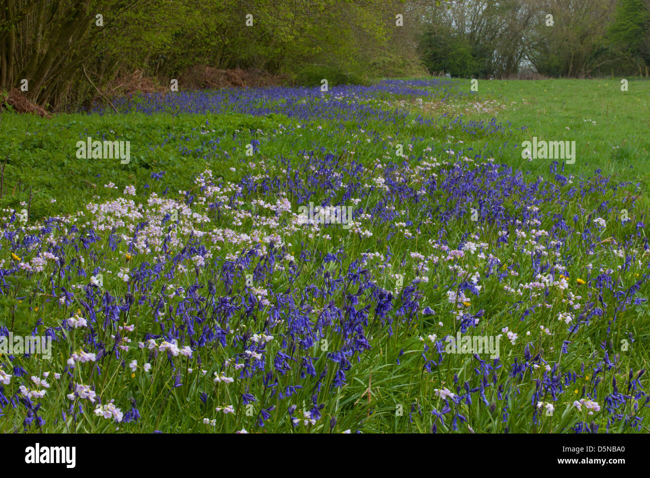 Bluebells in open pasture Stock Photo - Alamy