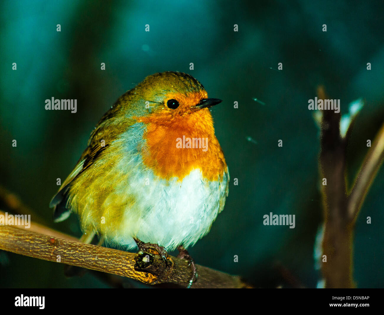 Robin on branch hi-res stock photography and images - Alamy