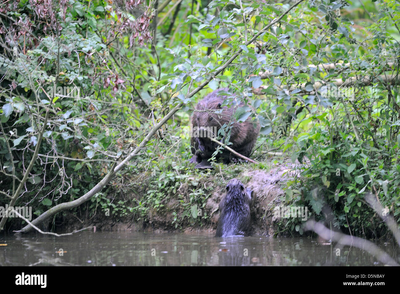 Eurasian Beaver (Castor fiber) mother & young in summer Stock Photo - Alamy