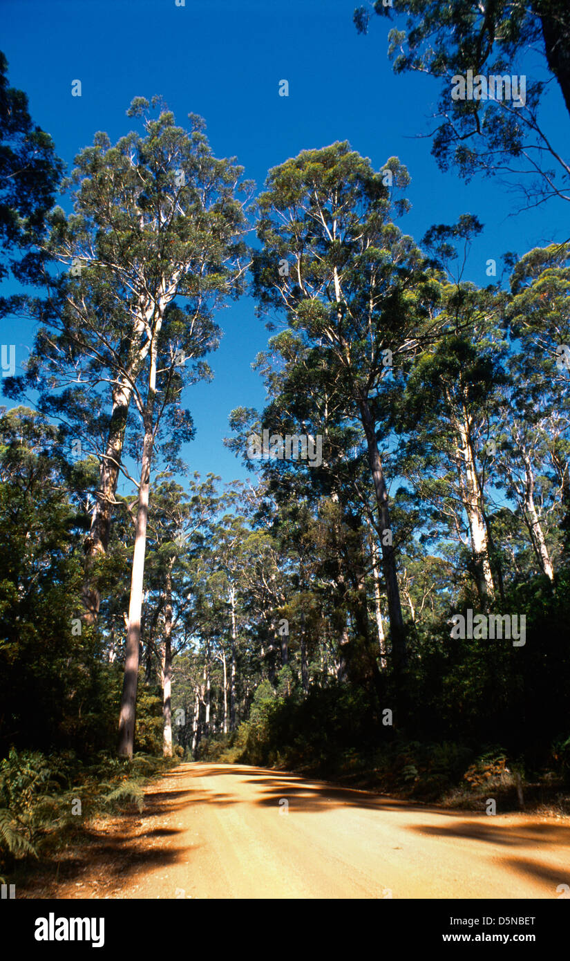 Pemberton Western Australia Karri Eucalyptus Gloucester Tree Warren ...