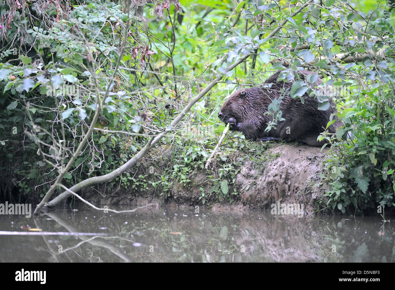 Female beaver hi-res stock photography and images - Alamy