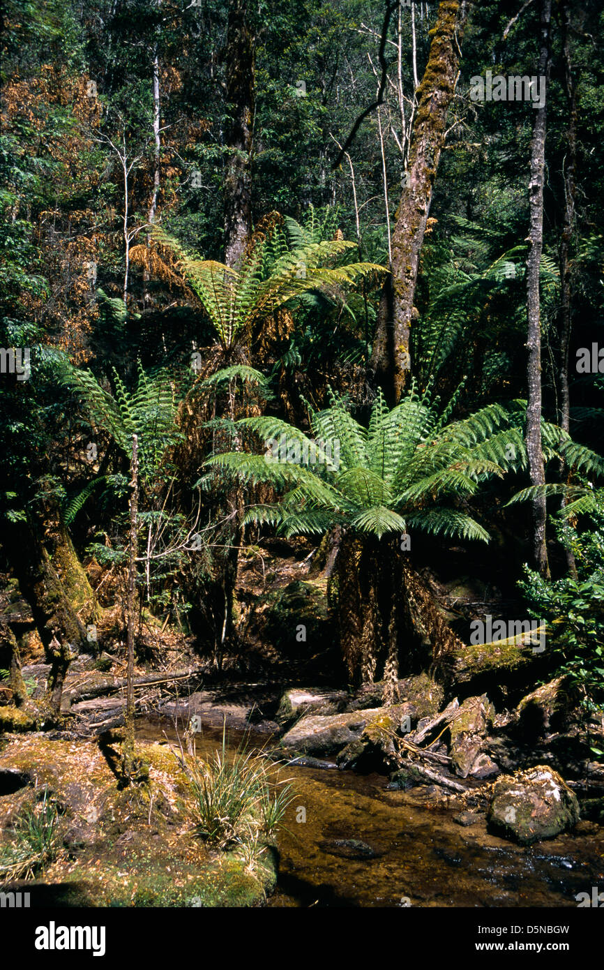 Tasmania Australia Man Ferns (dicksonia Antarctica Stock Photo - Alamy
