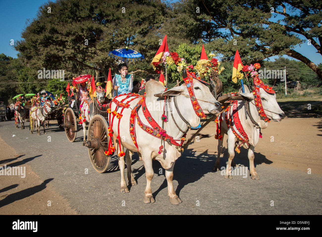 Novitiation Ceremony with decorated oxen in parade procession Stock ...