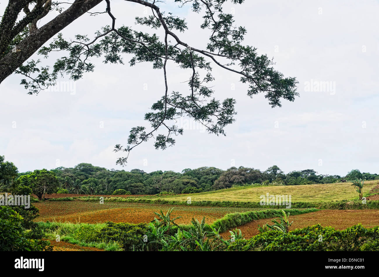Newly cultivated farm in the Far East Stock Photo - Alamy