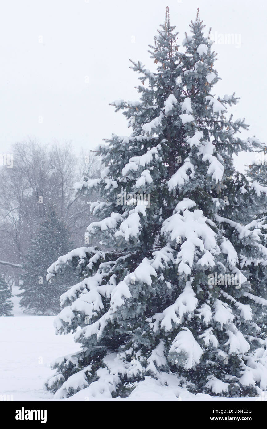 Stately fir tree in a snowy landscape Stock Photo - Alamy