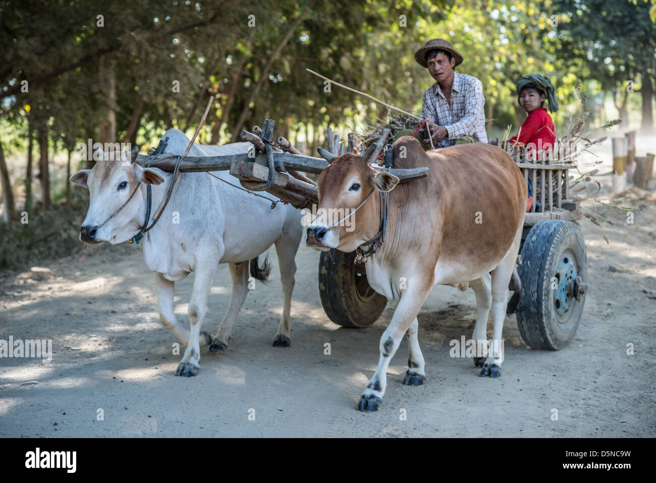 Man driving his ox cart on a rural road in Burma with one passenger ...