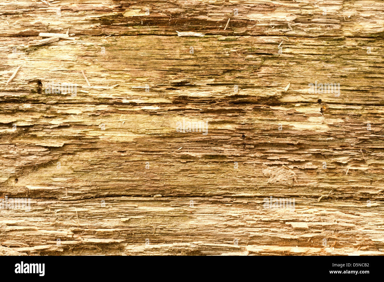 Tree bark background Stock Photo - Alamy