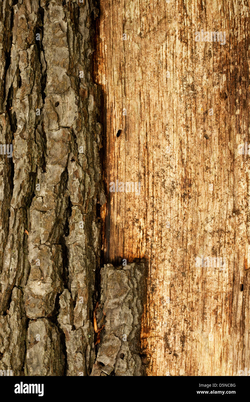 Tree bark background Stock Photo - Alamy
