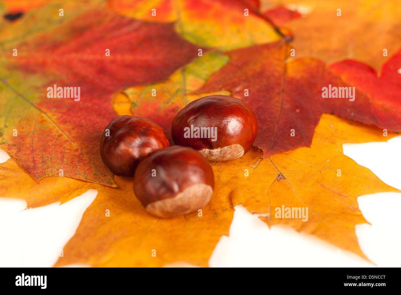 Chestnut lying on maple tree leaf Stock Photo - Alamy