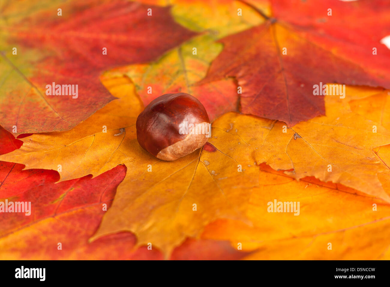 Chestnut lying on maple tree leaf Stock Photo - Alamy