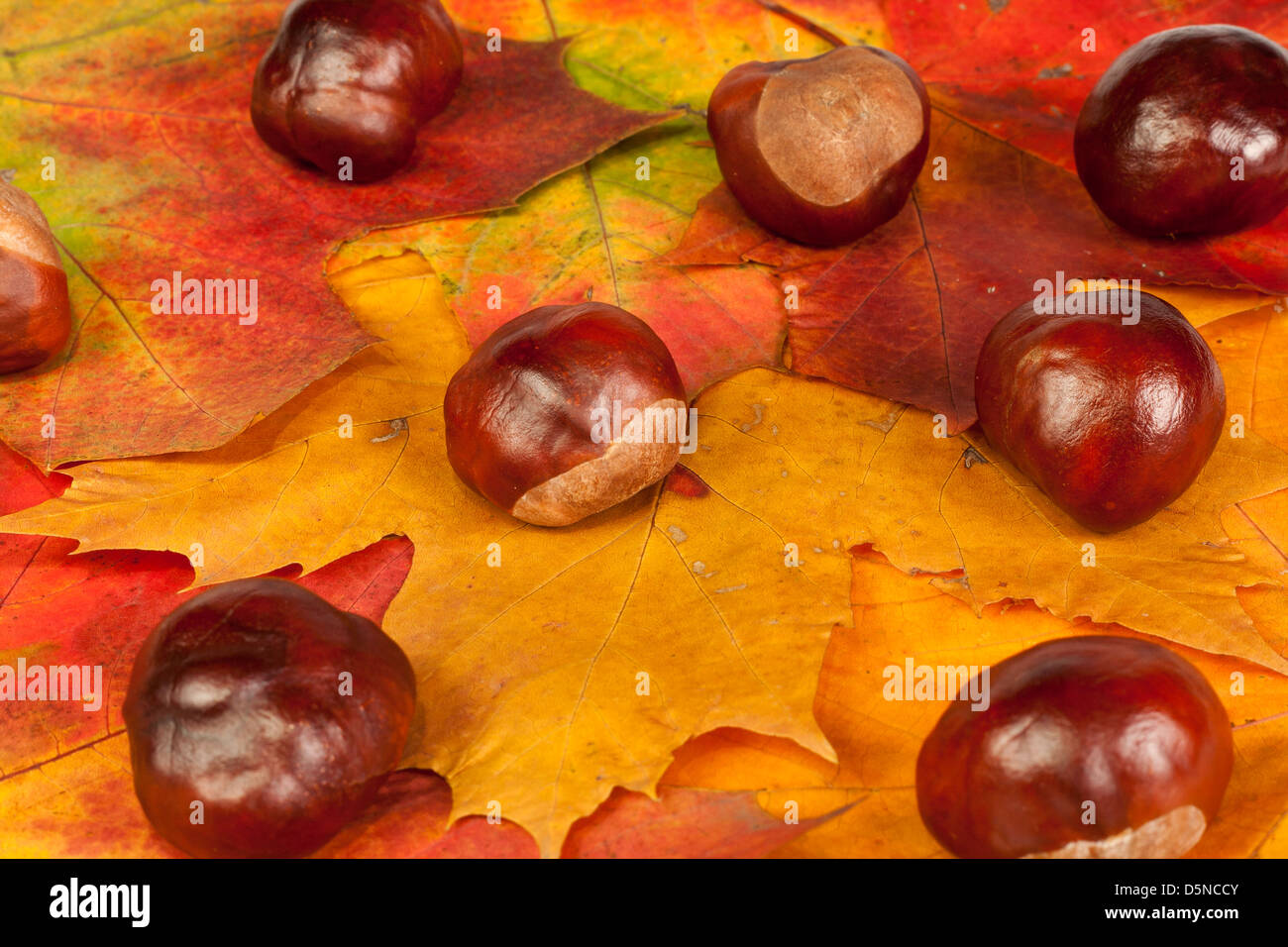 Chestnut lying on maple tree leaf Stock Photo - Alamy