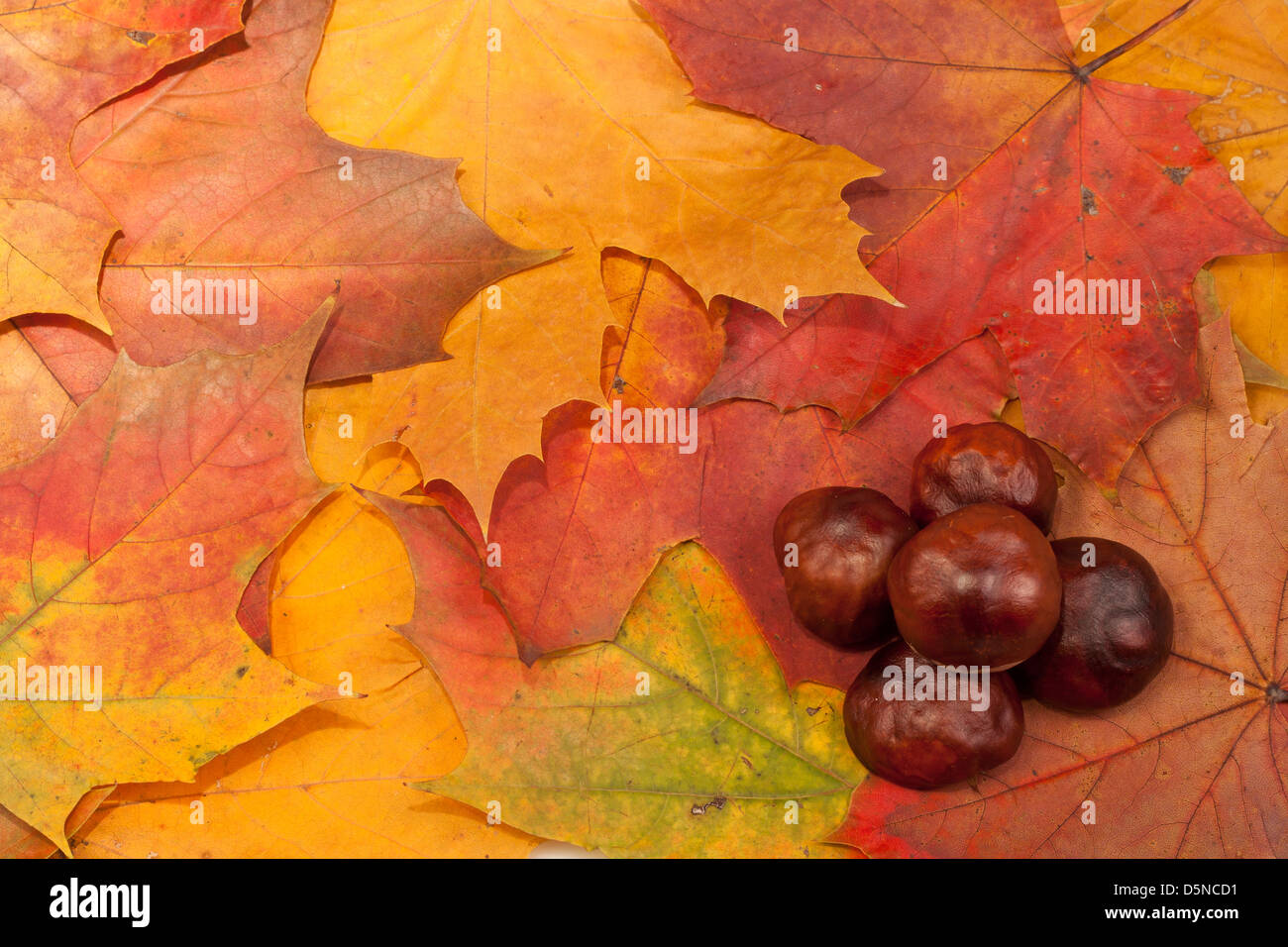 Chestnut lying on maple tree leaf Stock Photo - Alamy