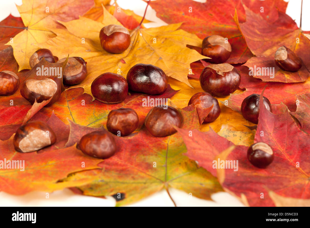 Chestnut lying on maple tree leaf Stock Photo - Alamy