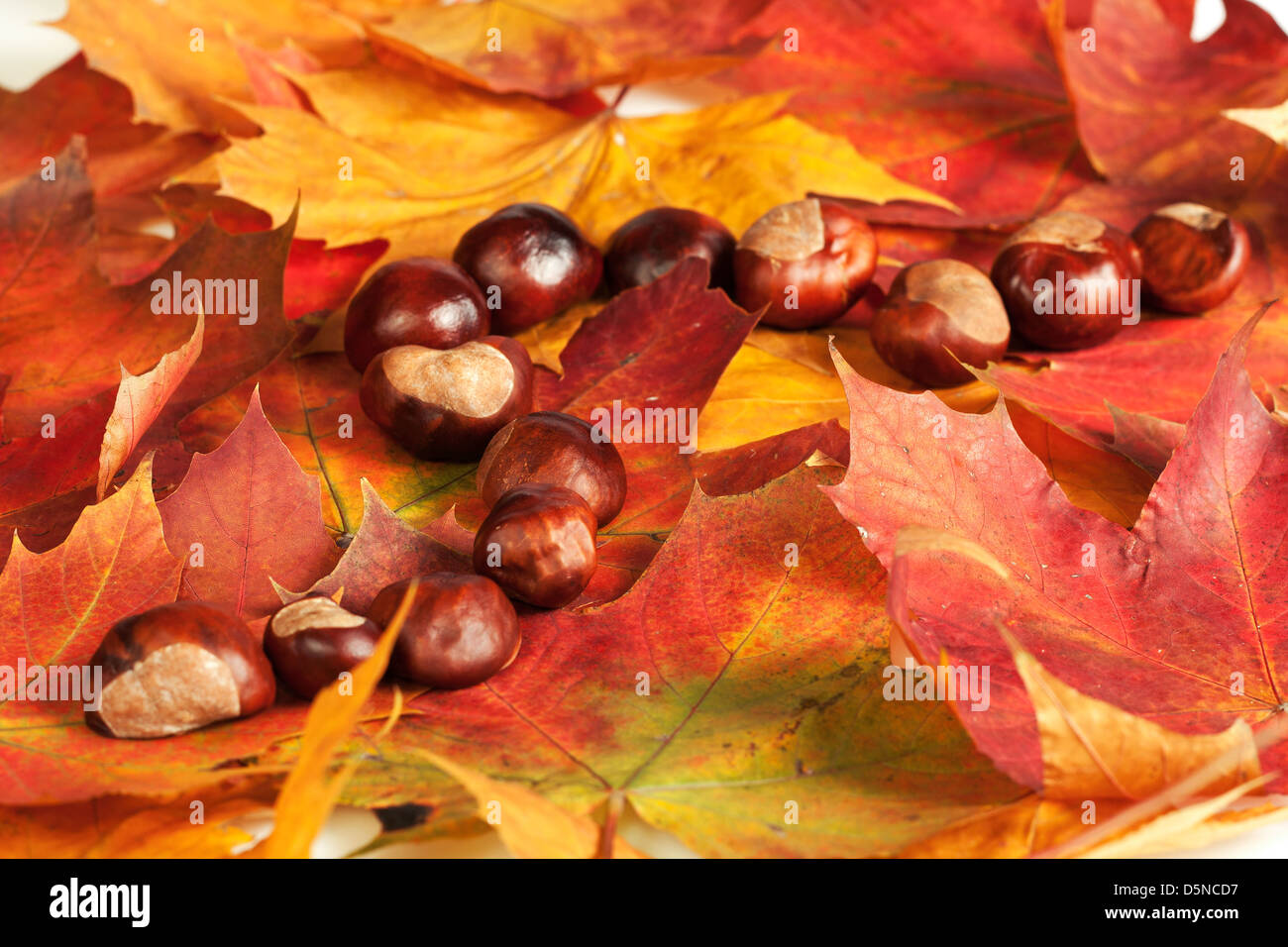 Chestnut lying on maple tree hi-res stock photography and images - Alamy