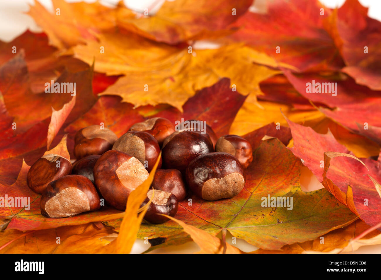 Chestnut lying on maple tree leaf Stock Photo - Alamy