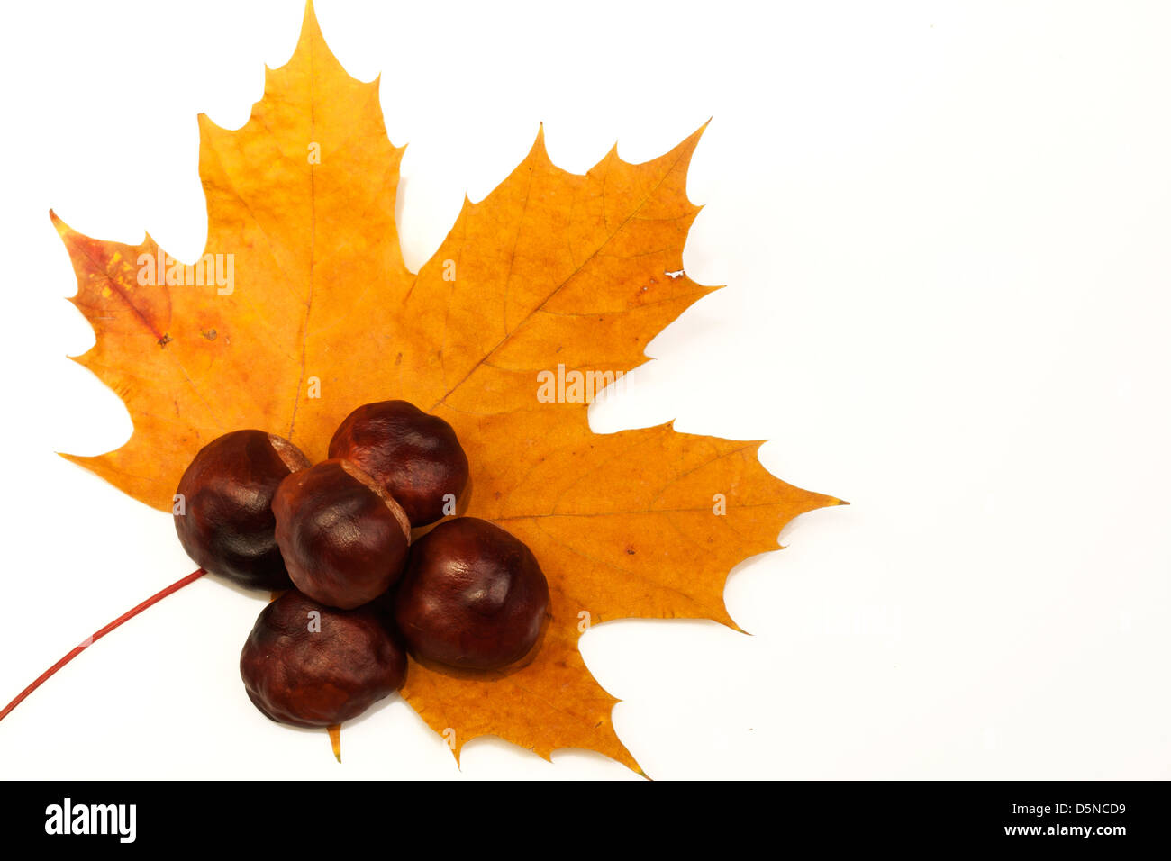 Chestnut lying on maple tree leaf Stock Photo - Alamy