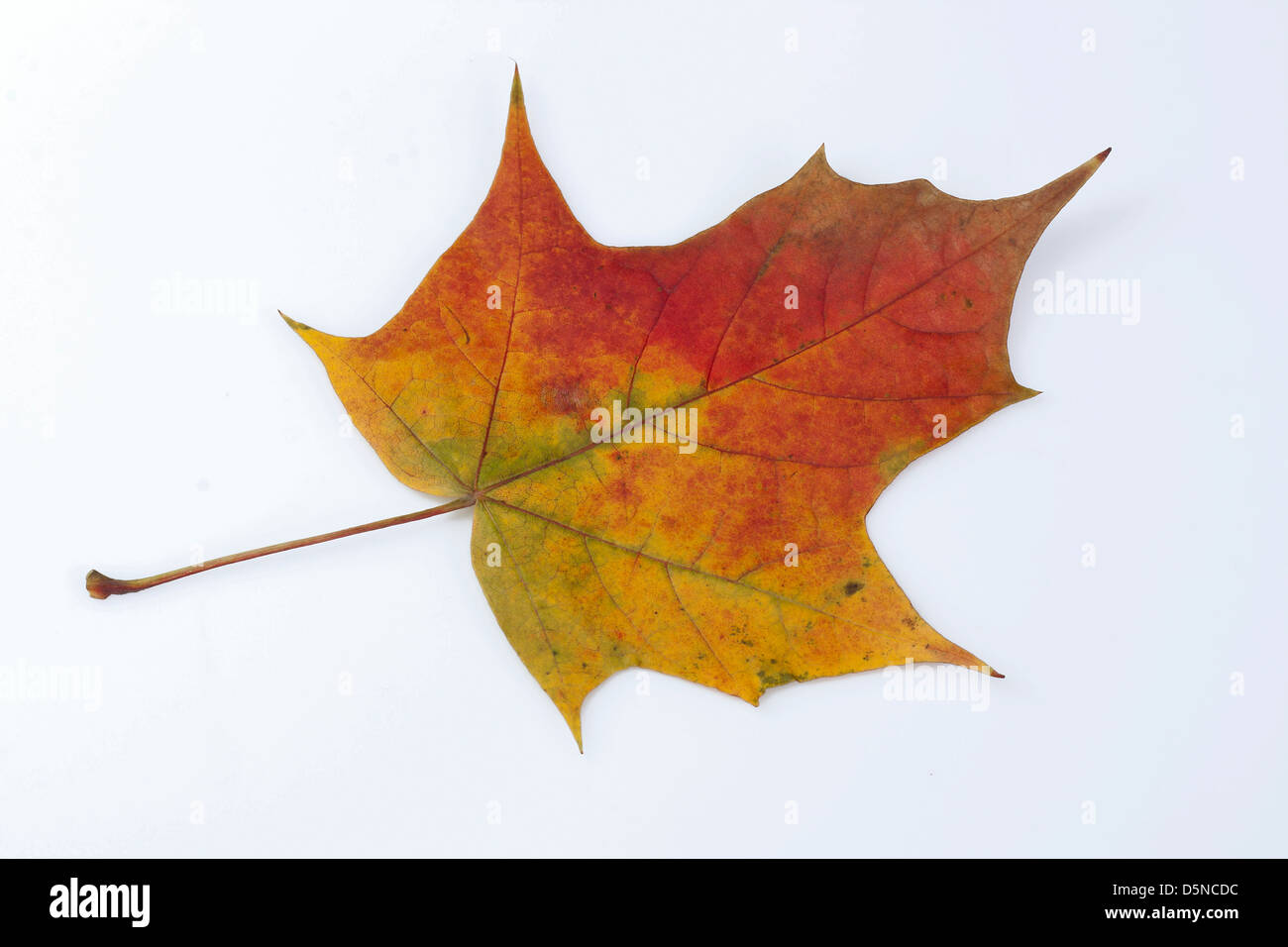 Autumn maple tree leaf isolated on white background Stock Photo - Alamy