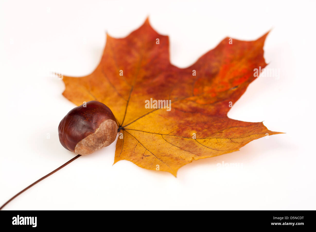 Chestnut lying on maple tree leaf Stock Photo - Alamy