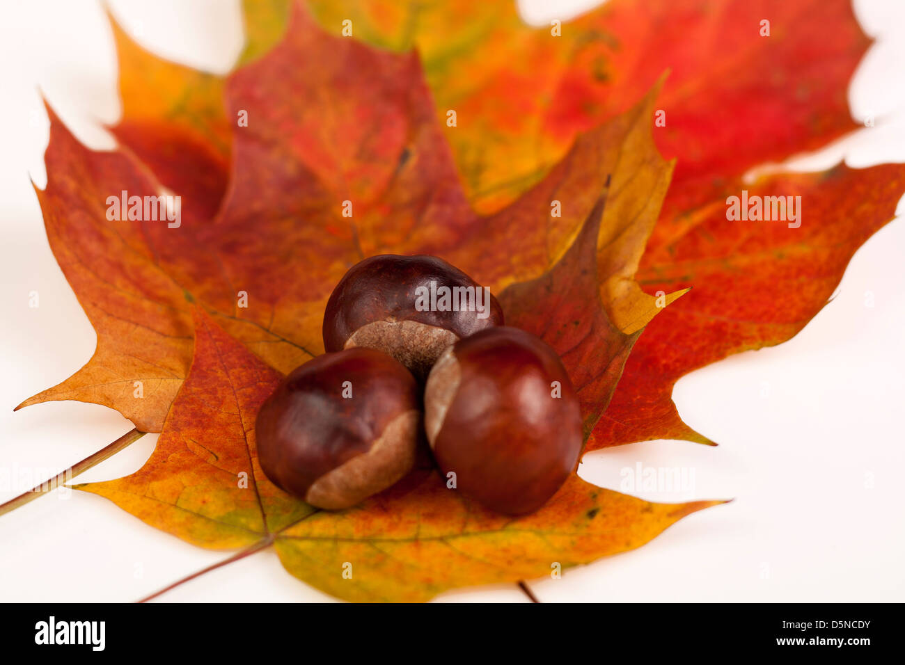 Chestnut lying on maple tree leaf Stock Photo - Alamy