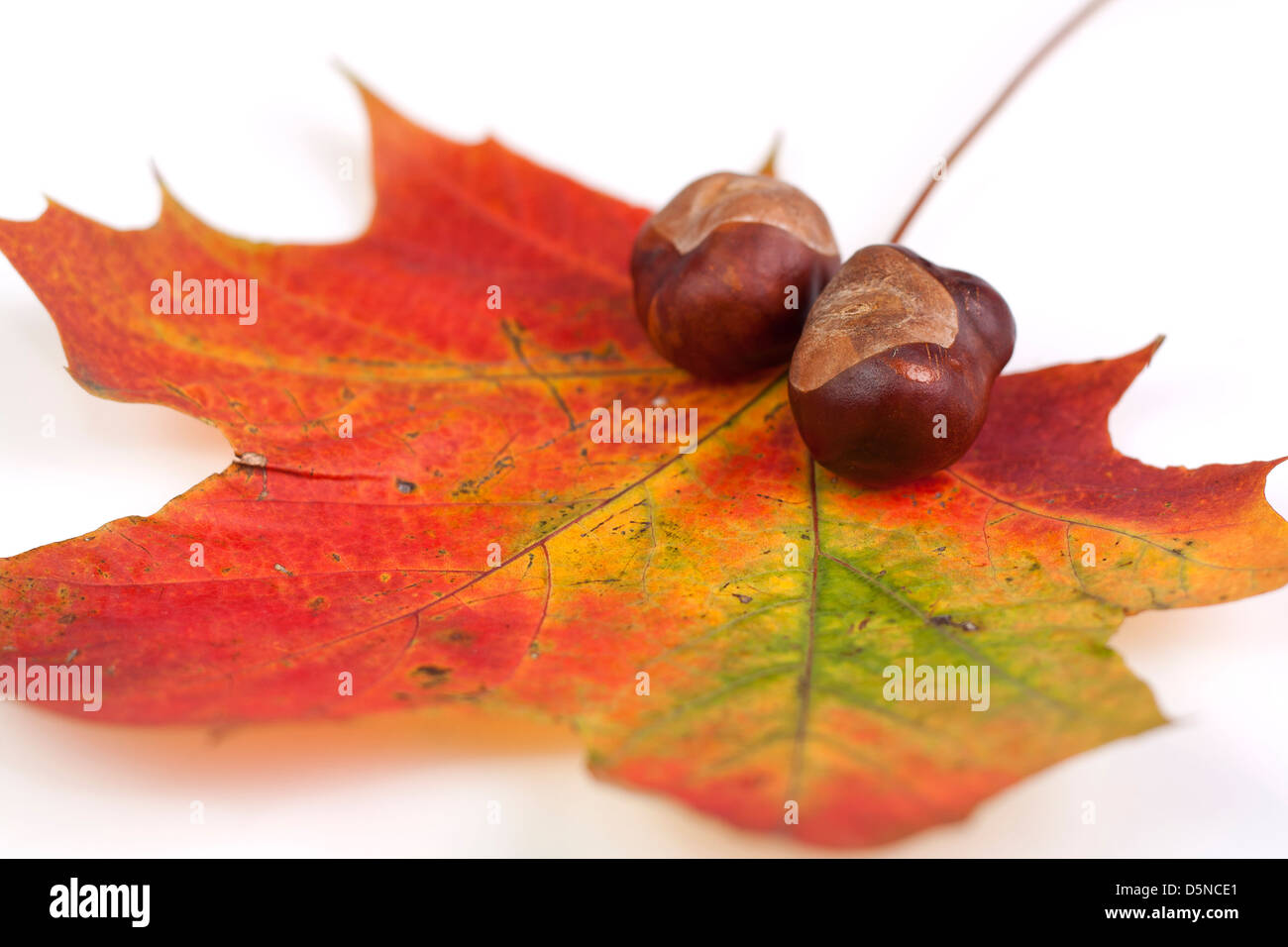 Chestnut lying on maple tree leaf Stock Photo - Alamy