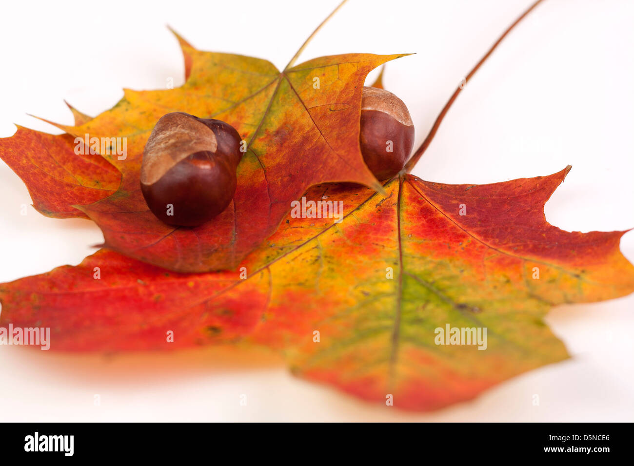 Chestnut lying on maple tree leaf Stock Photo - Alamy