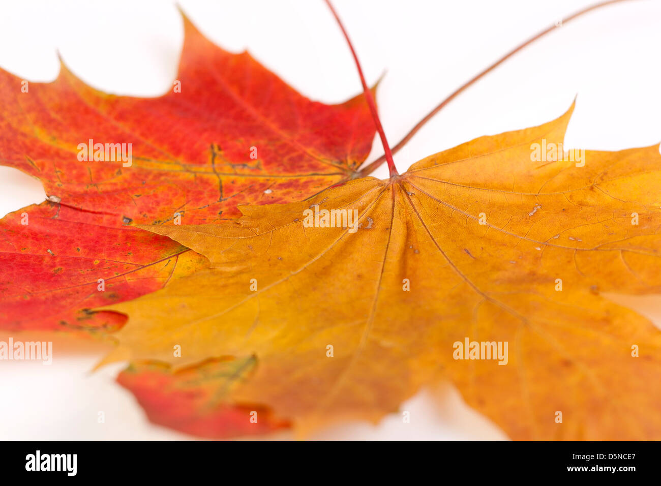 Autumn maple tree leaf isolated on white background Stock Photo - Alamy