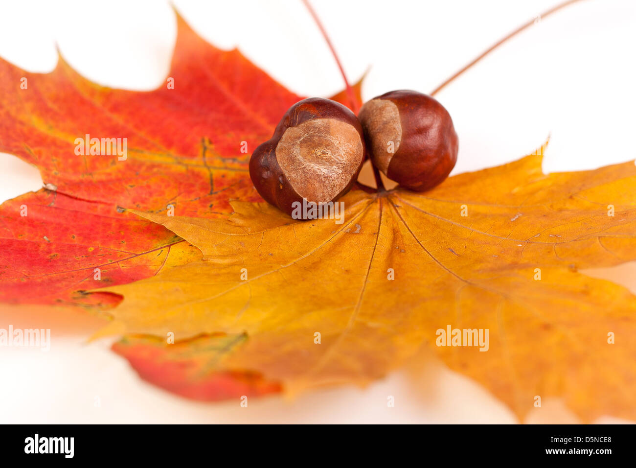 Chestnut lying on maple tree leaf Stock Photo - Alamy