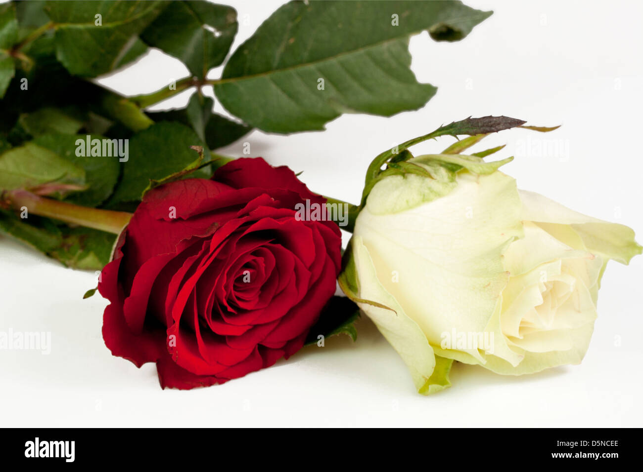 Two full roses hi-res stock photography and images - Alamy