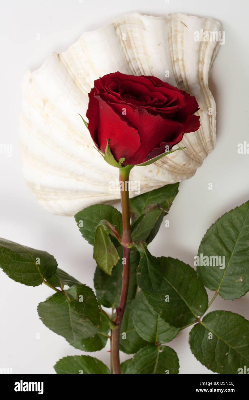 Red rose lying on sea shell Stock Photo - Alamy