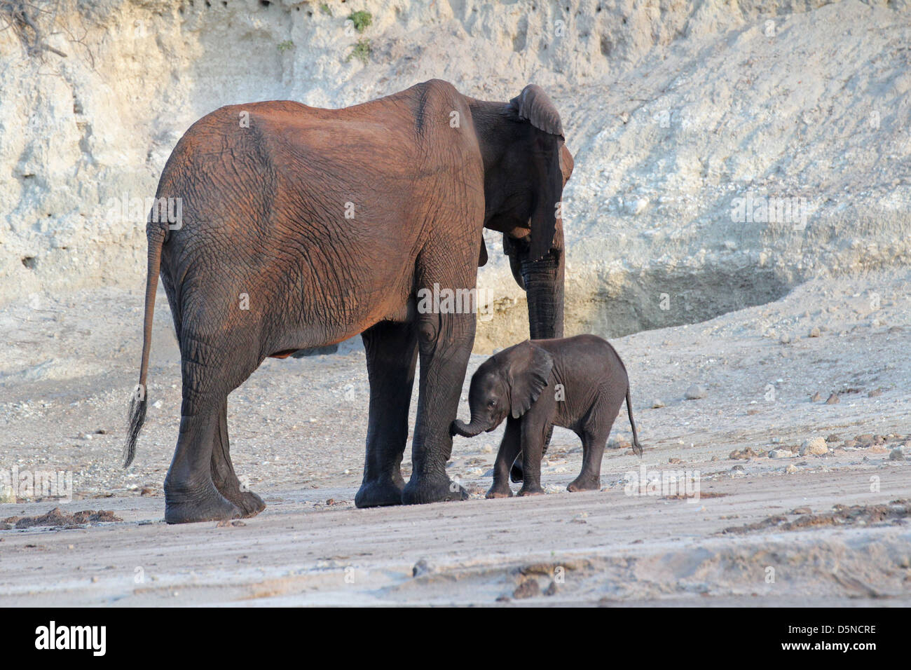 Cow Elephant with calf at Chobe River, Chobe NP, Botswana Stock Photo ...