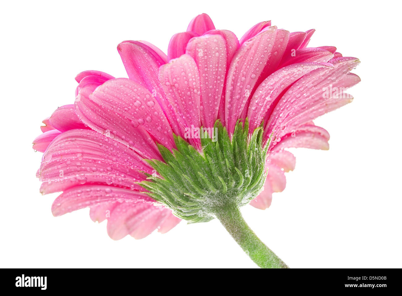 Pink gerbera close up Stock Photo - Alamy