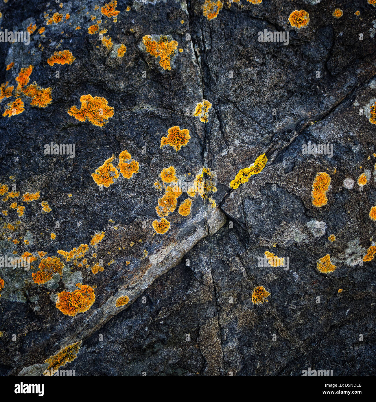 Lichen on granite rocks make a distinctive pattern on a Cornish beach ...