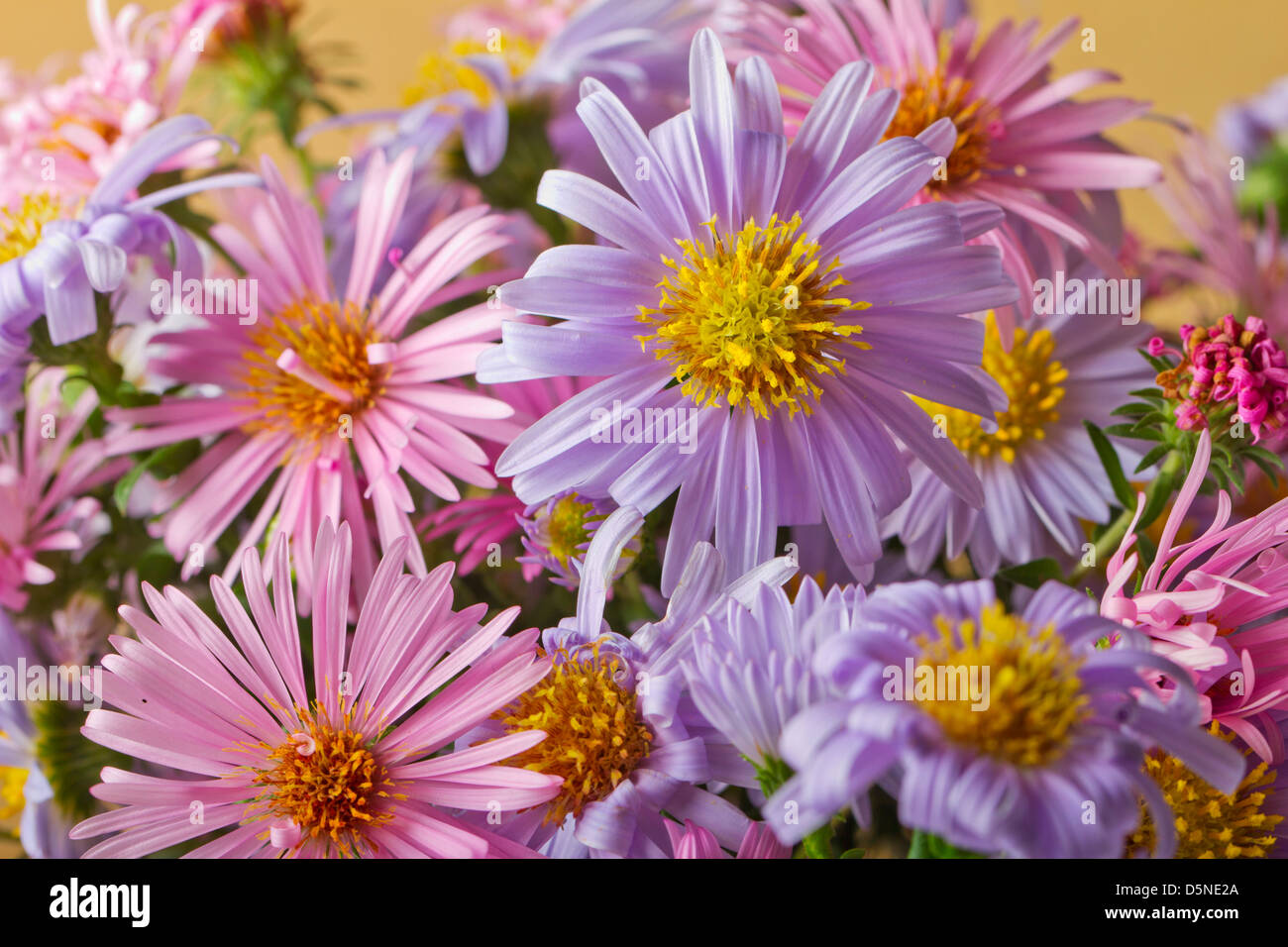 Daisies of different colors hi-res stock photography and images - Alamy