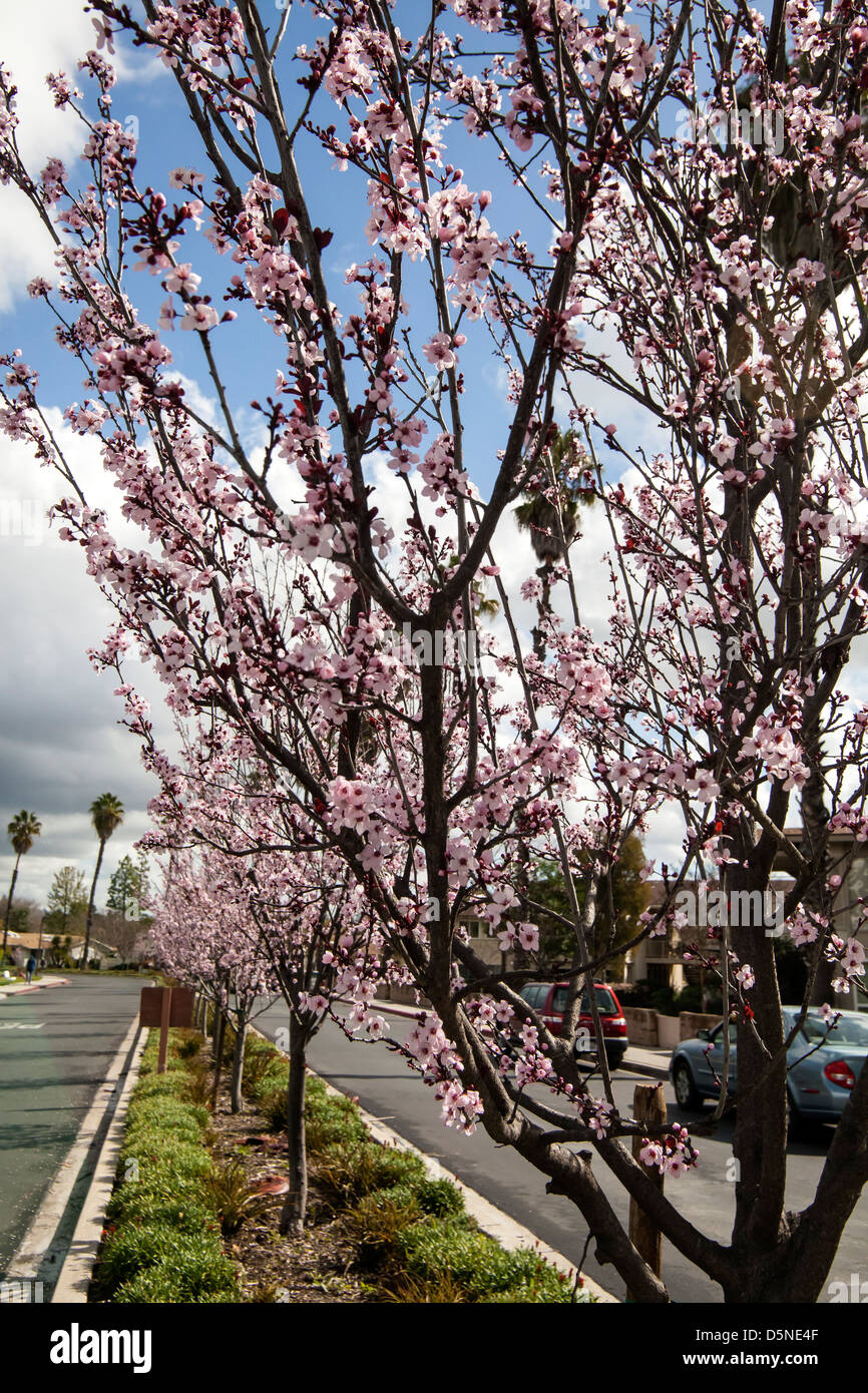 Spring tree flowers in bloom Stock Photo - Alamy